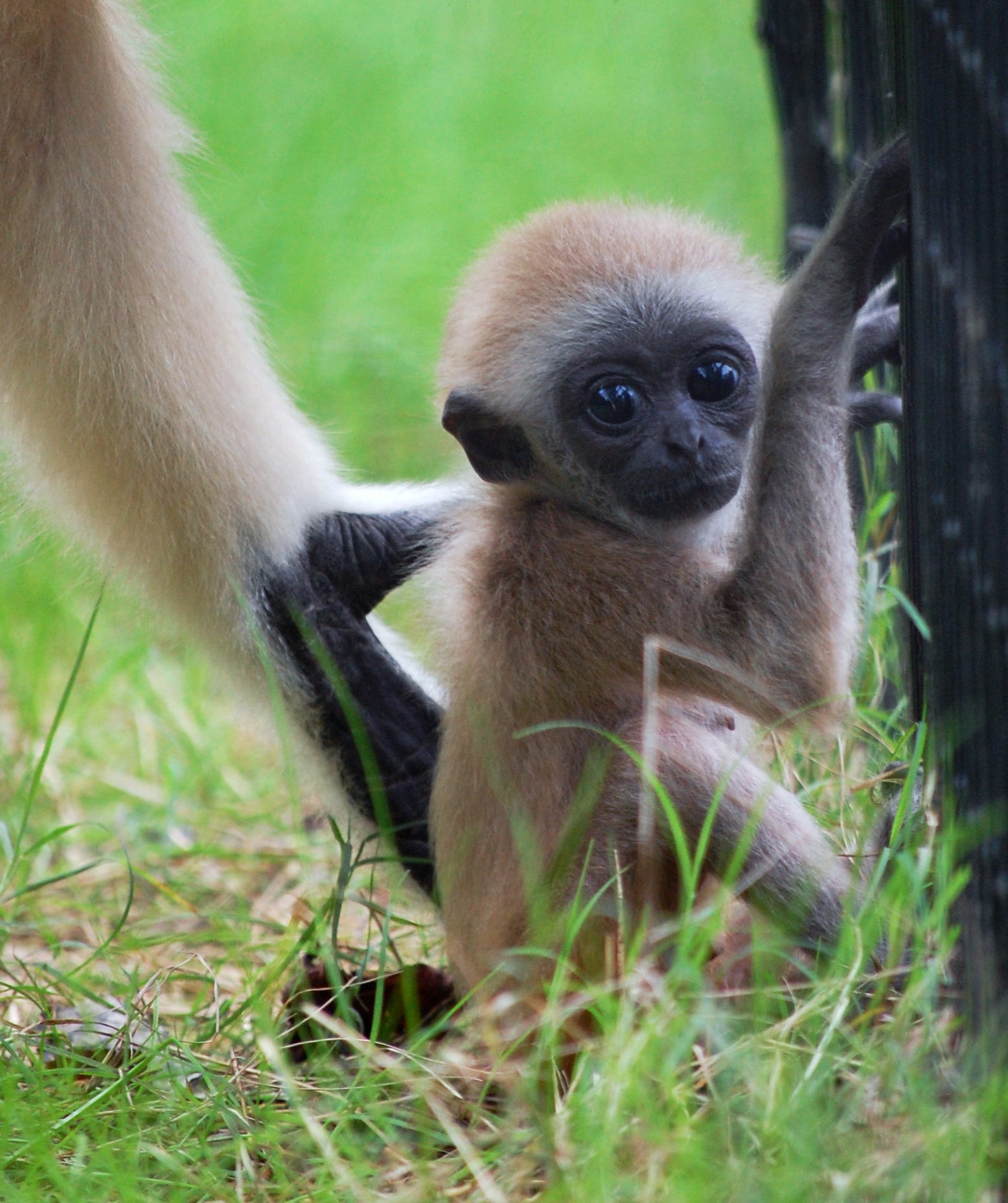 Cute Baby Gibbon