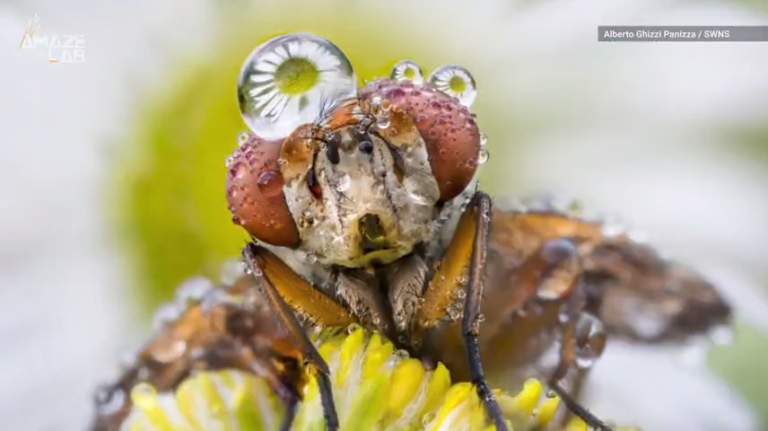 Lyme disease, Zika virus, e. coli: Bug-spred illnesses to beware of