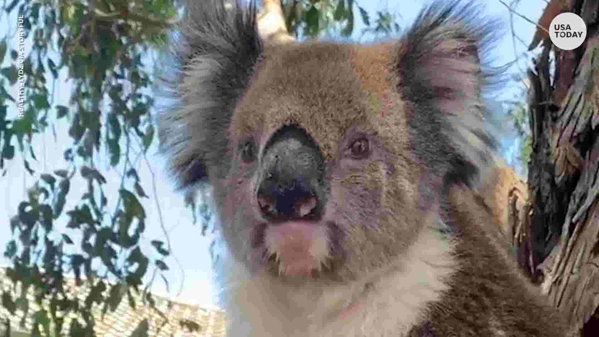 Thirsty koala drinks water on hot Australia day