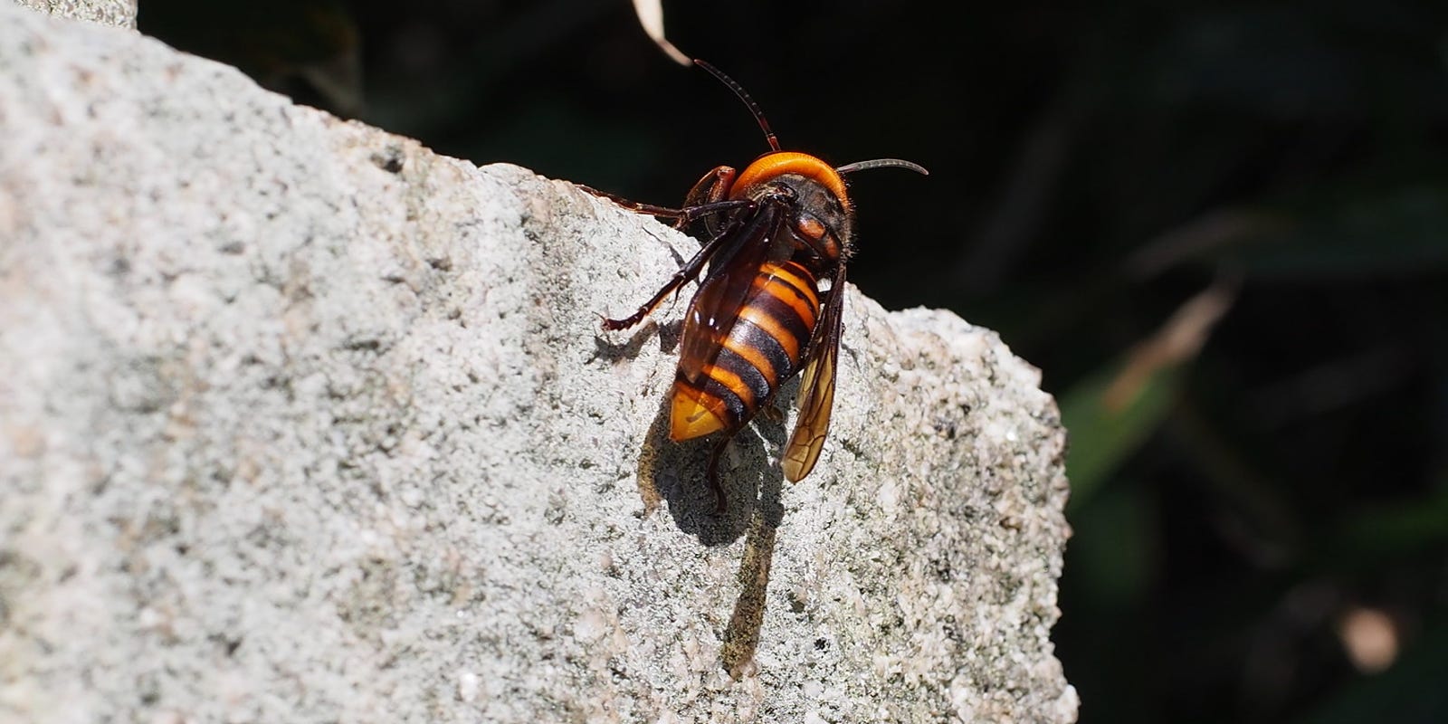 Asian giant hornet, invasive threat to honeybees, found in Washington