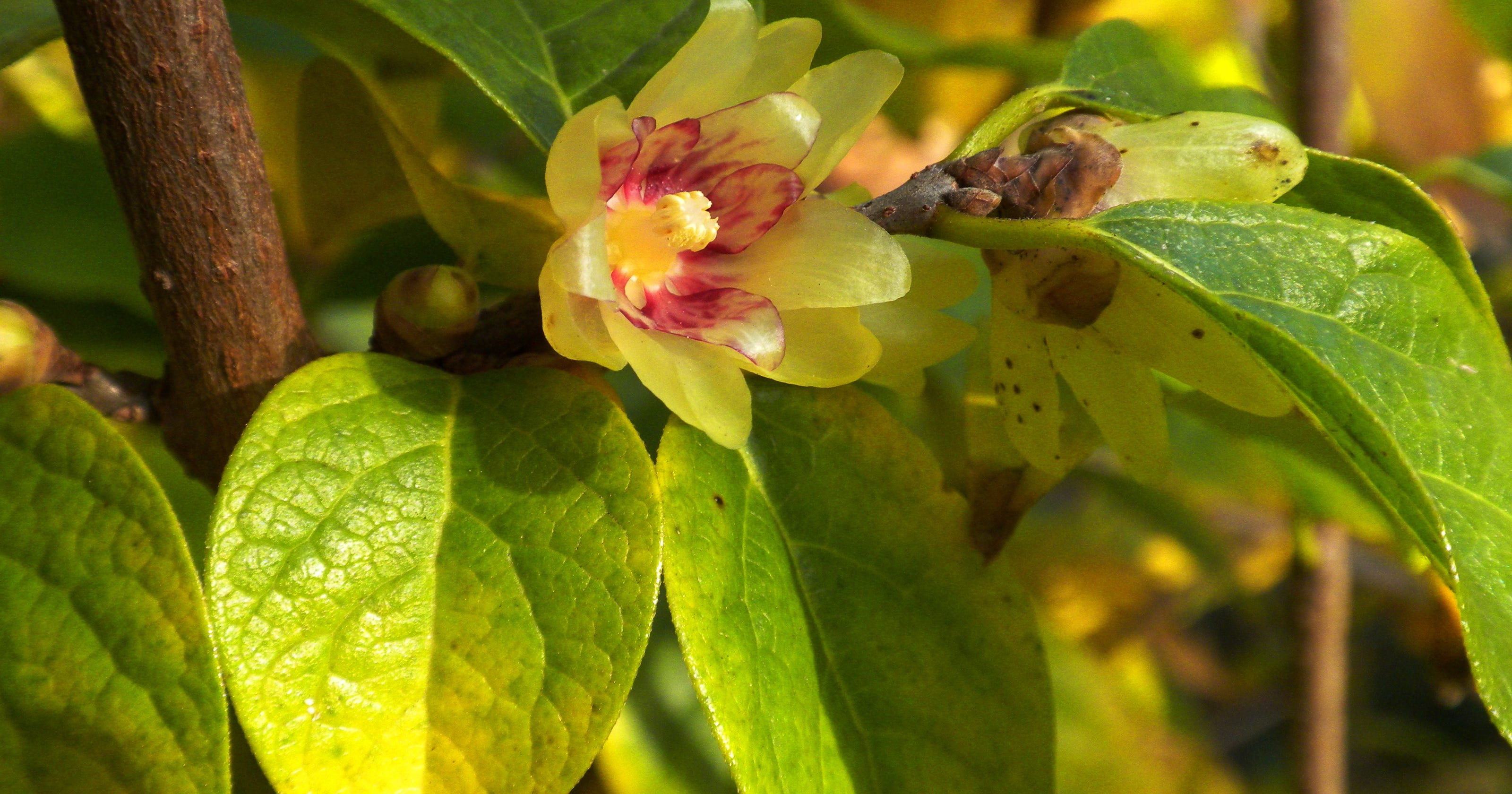 Cold blooming wintersweet has a sweet, lemony fragrance