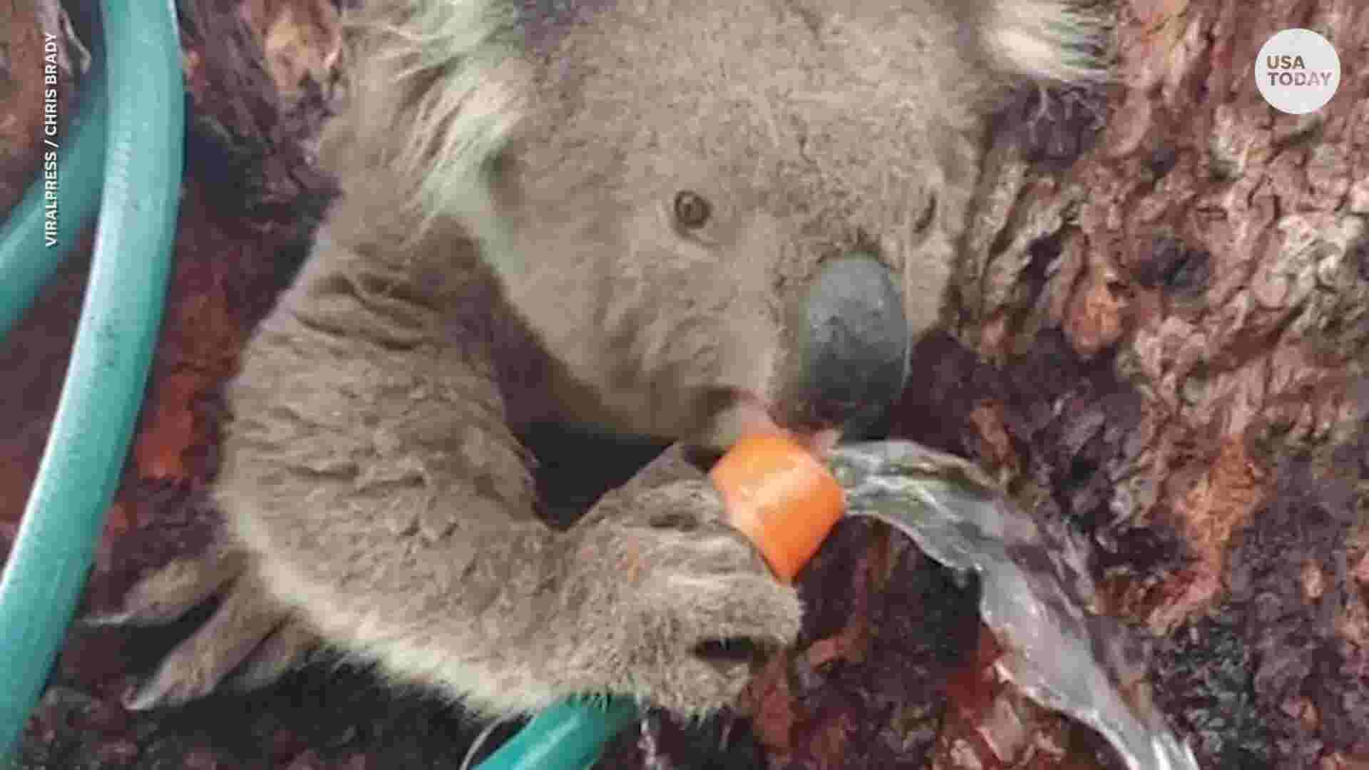 Thirsty koala takes sip from garden hose on hot day