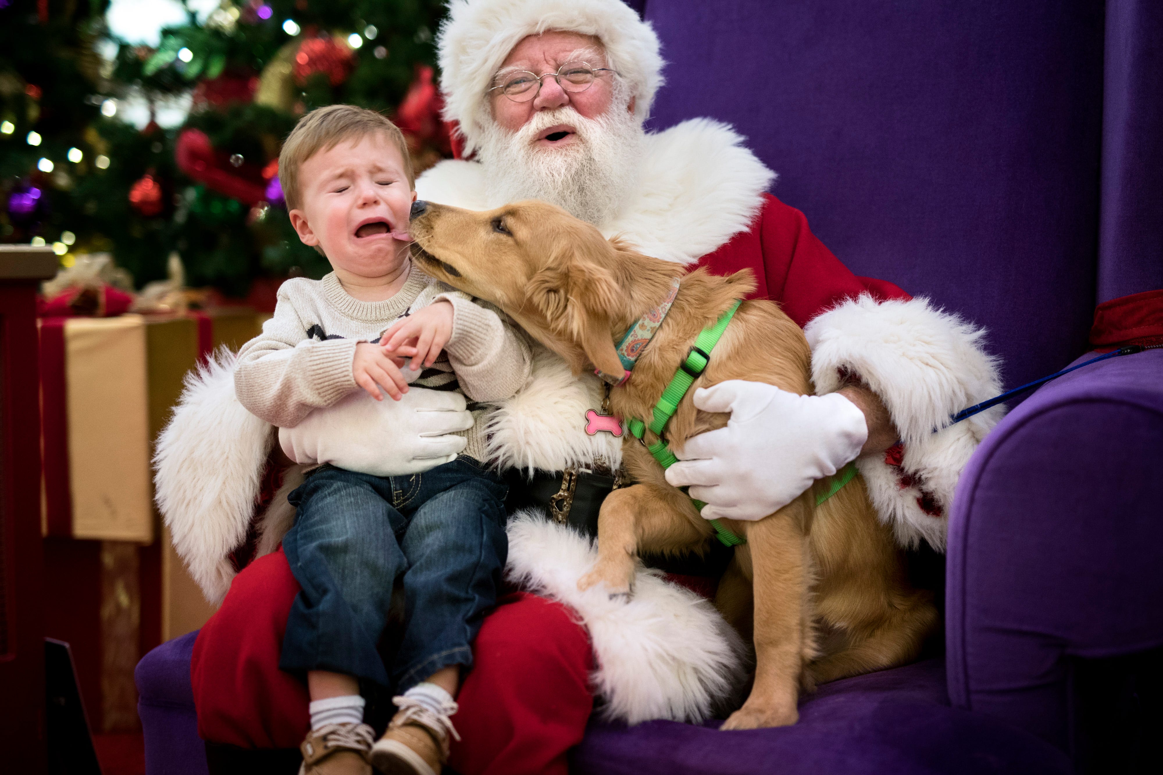 Can Dogs Take Pictures With Santa At Bass Pro