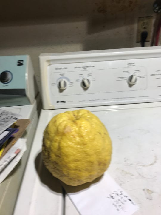 Why those giant lemons on your tree may not be a fruit at all