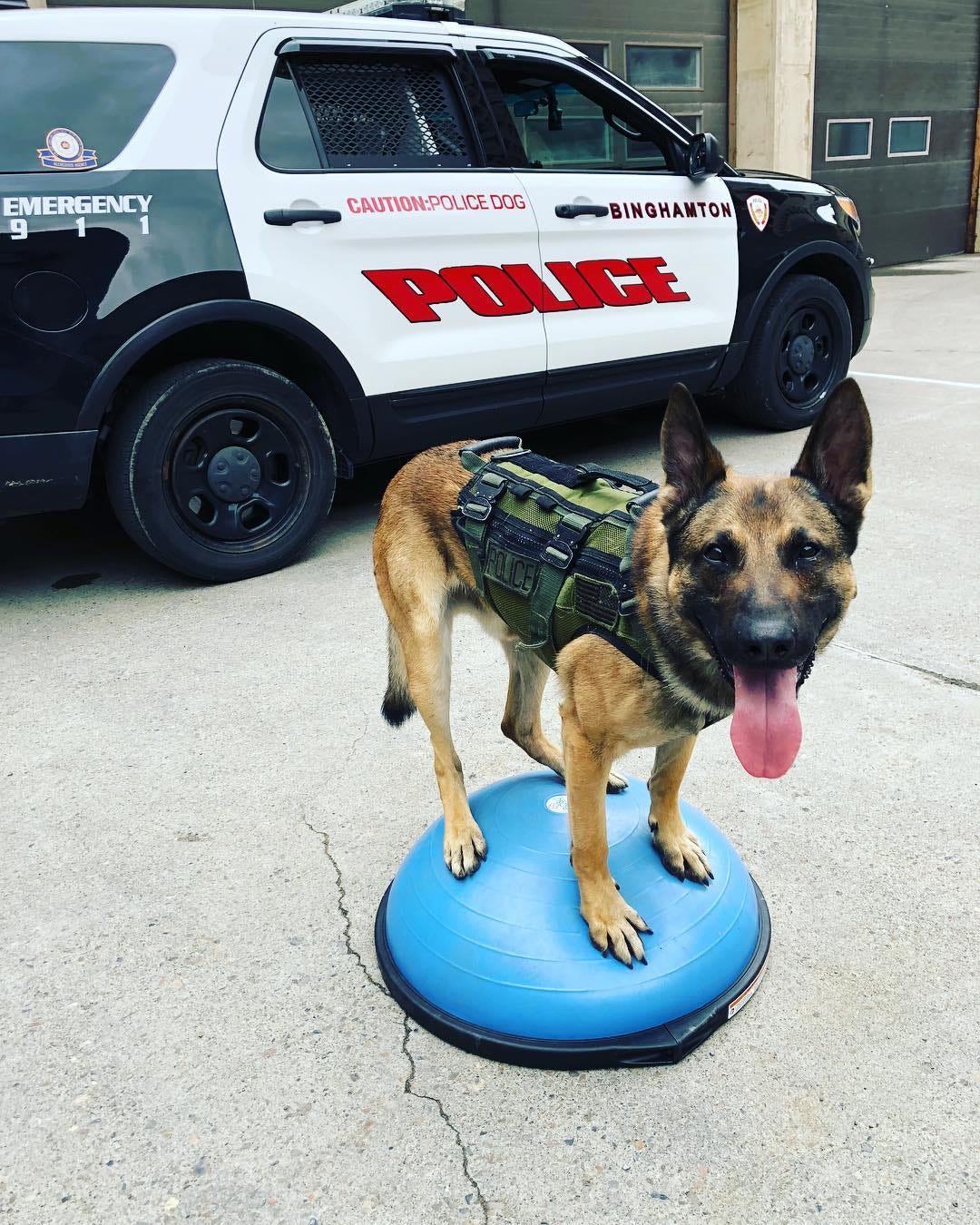 Body of missing Binghamton woman Susan Wayman was found in Susquehanna