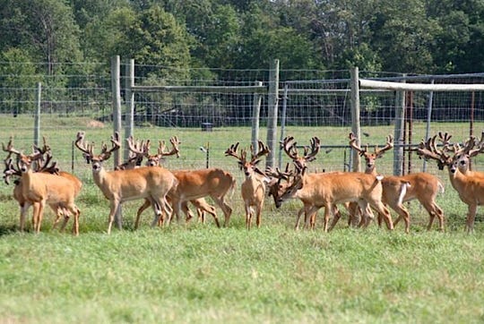 In a first, researchers find CWD prions in deer semen