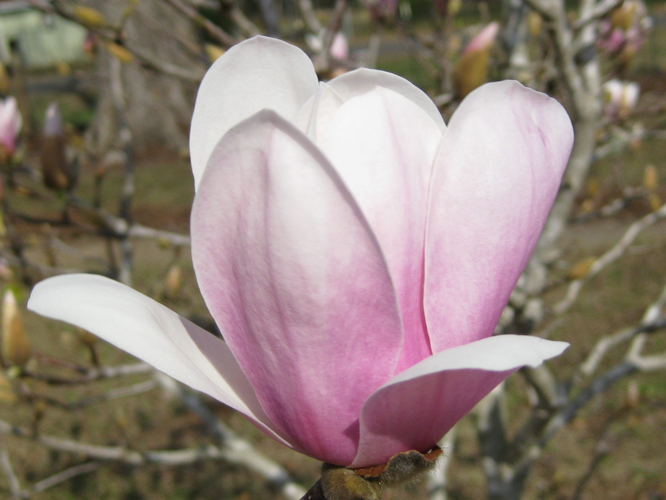 Look forward to bursts of color from Asiatic magnolias