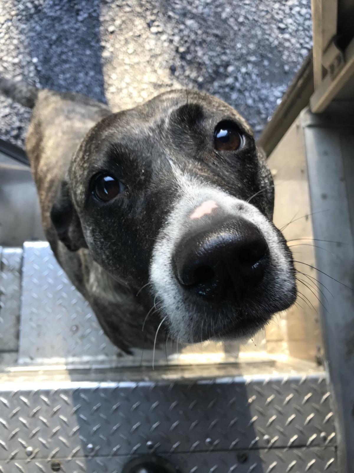 UPS Dogs: On Facebook, Instagram, Twitter, UPS driver goes viral