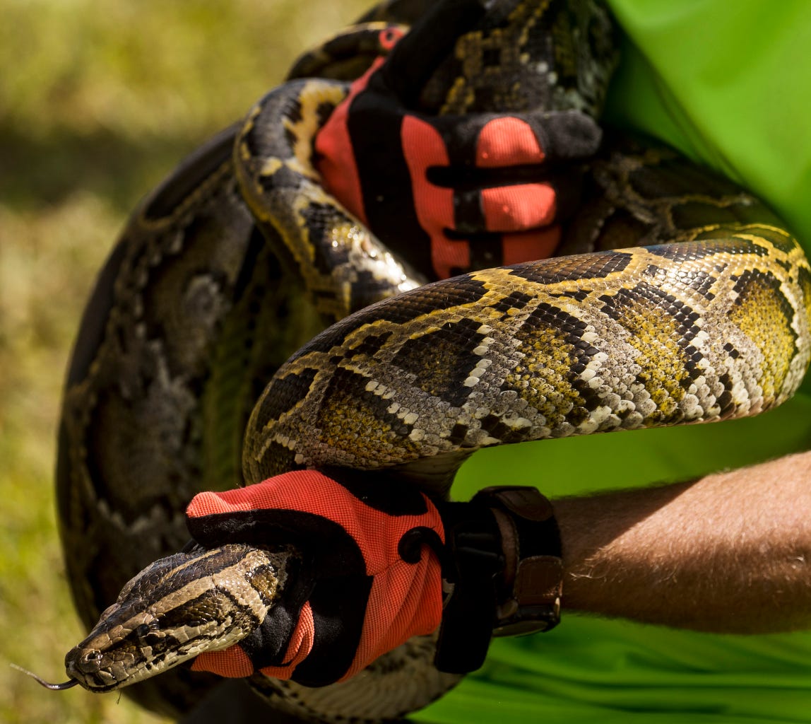 Python Bowl 2020 kicks off with hundreds registered to hunt invasive snakes