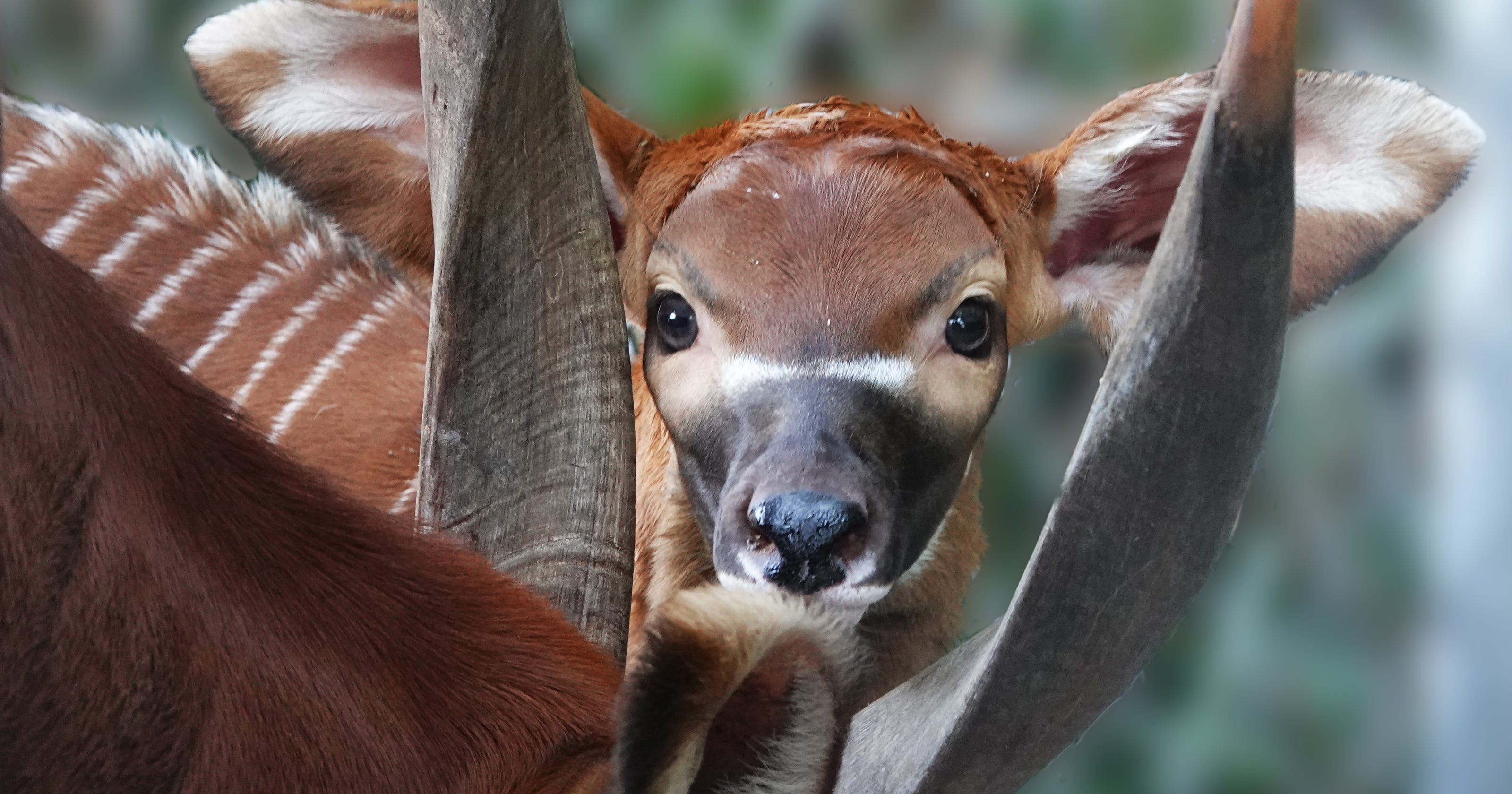 New Eastern bongo born at Naples Zoo at Caribbean Gardens
