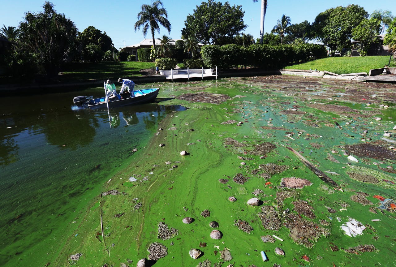 Alejandro Andres Munoz: Florida at risk for more toxic algae blooms