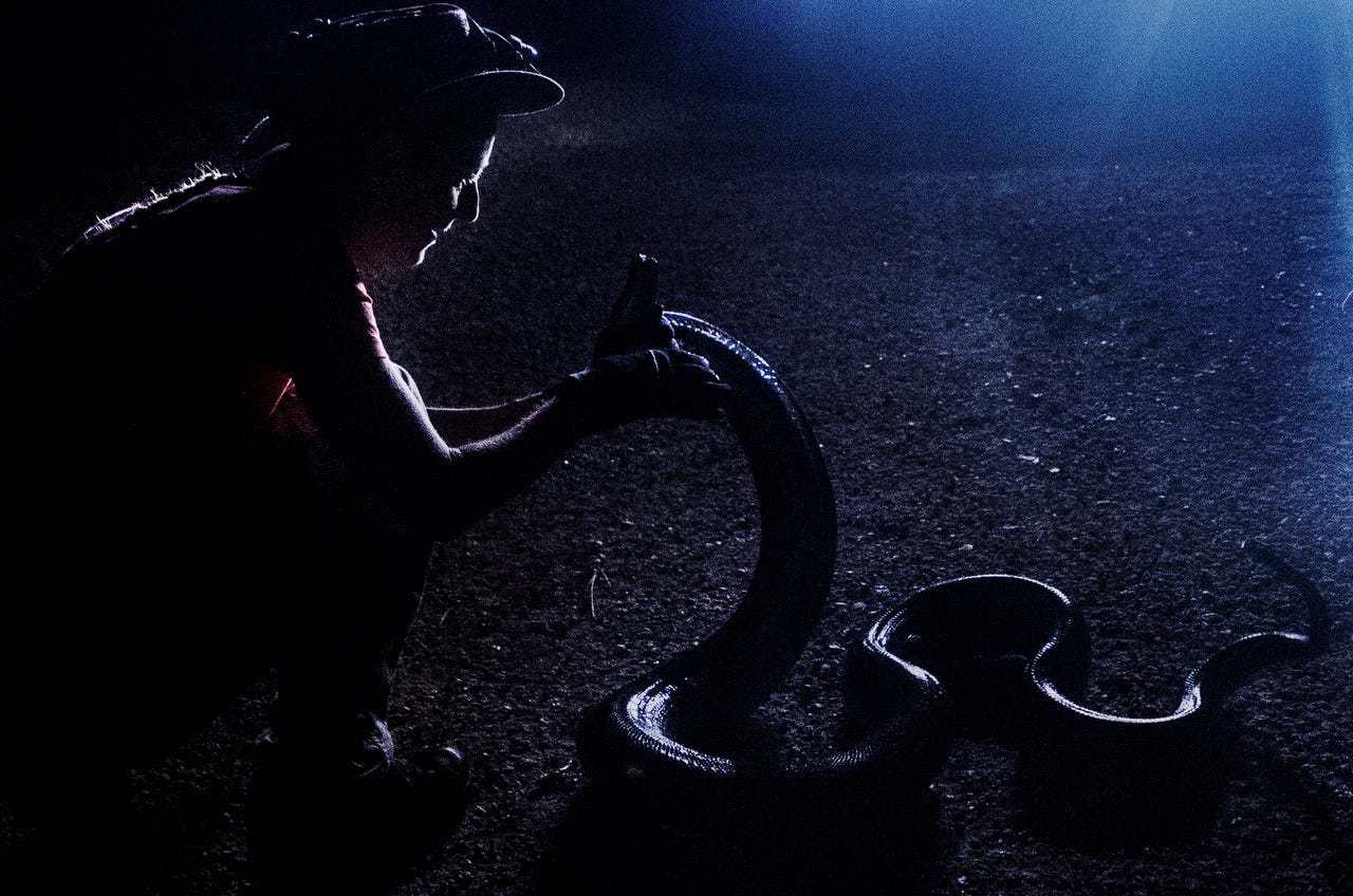 Burmese pythons: Parasite moving from pythons to Florida's native snakes