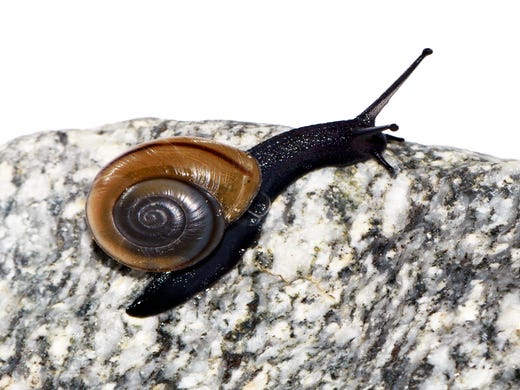 Snails can't live in the California desert. Or can they?