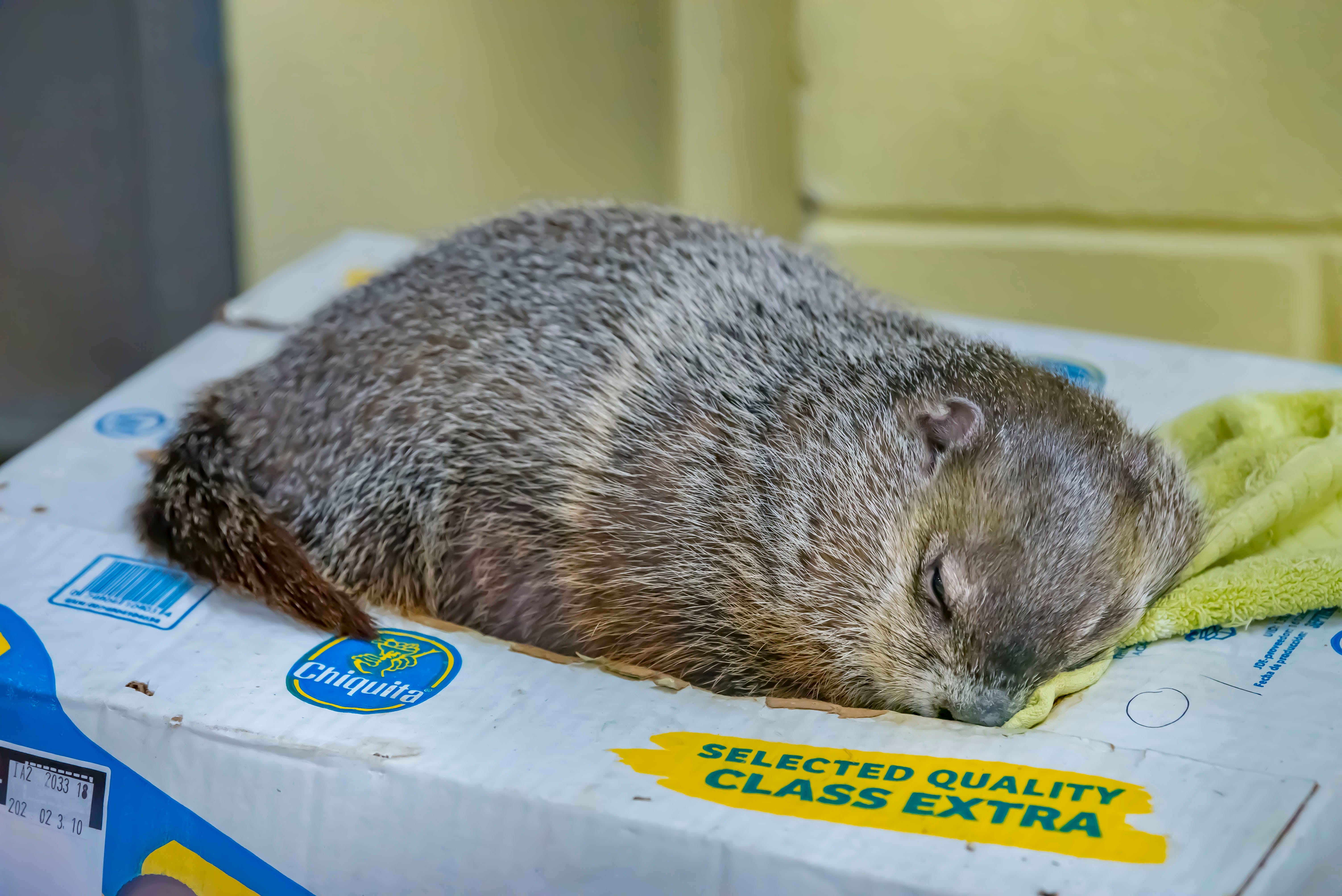 Groundhog day: Milwaukee County Zoo ready to celebrate