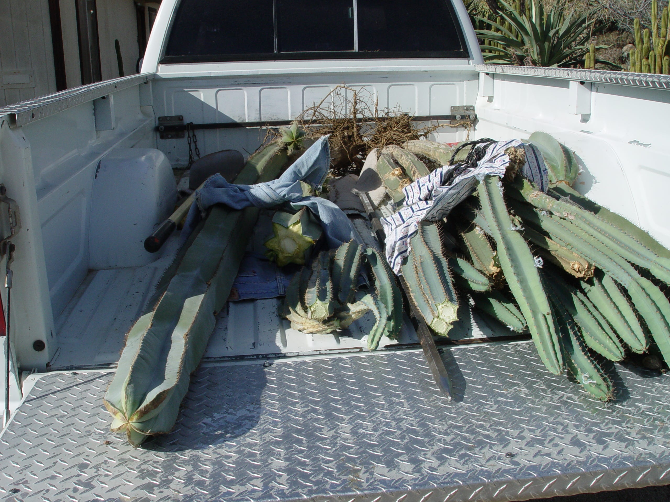 Moving a large cactus in the desert. Try these tips to avoid damage