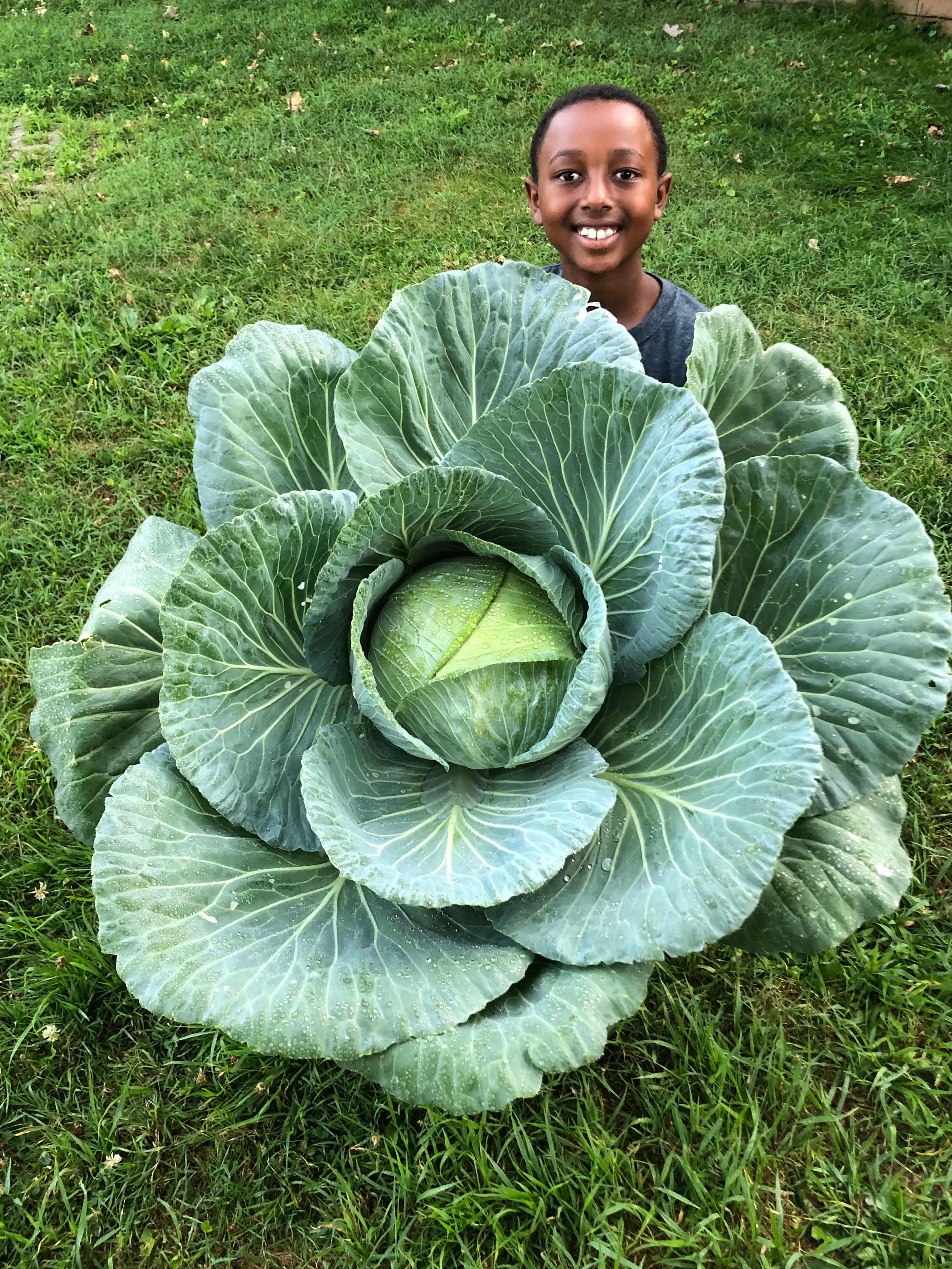 9-year-old Keric Roach from Dobbs Ferry grows 8-pound cabbage