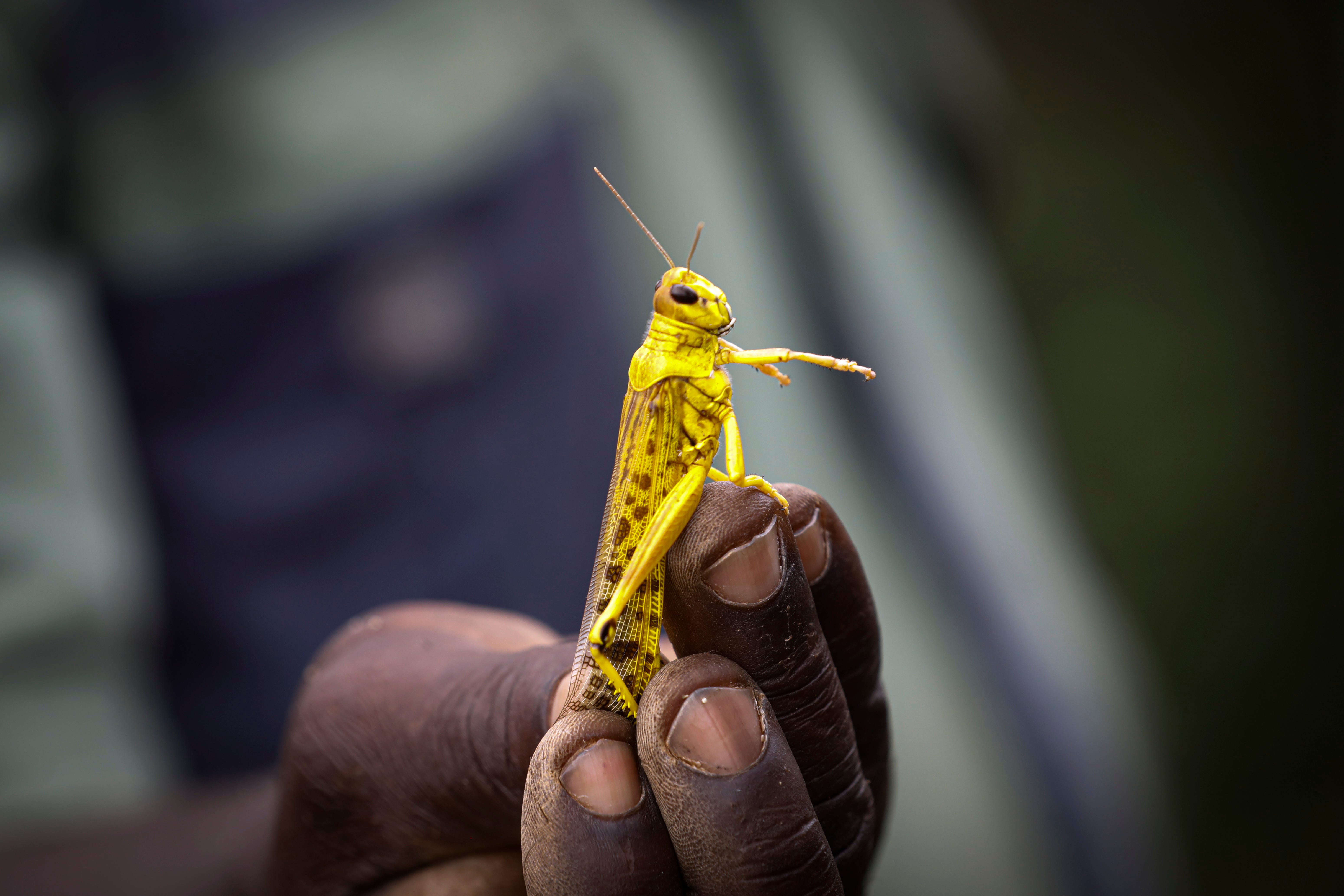 Locusts swarm Kenya, across East Africa; climate change may be cause