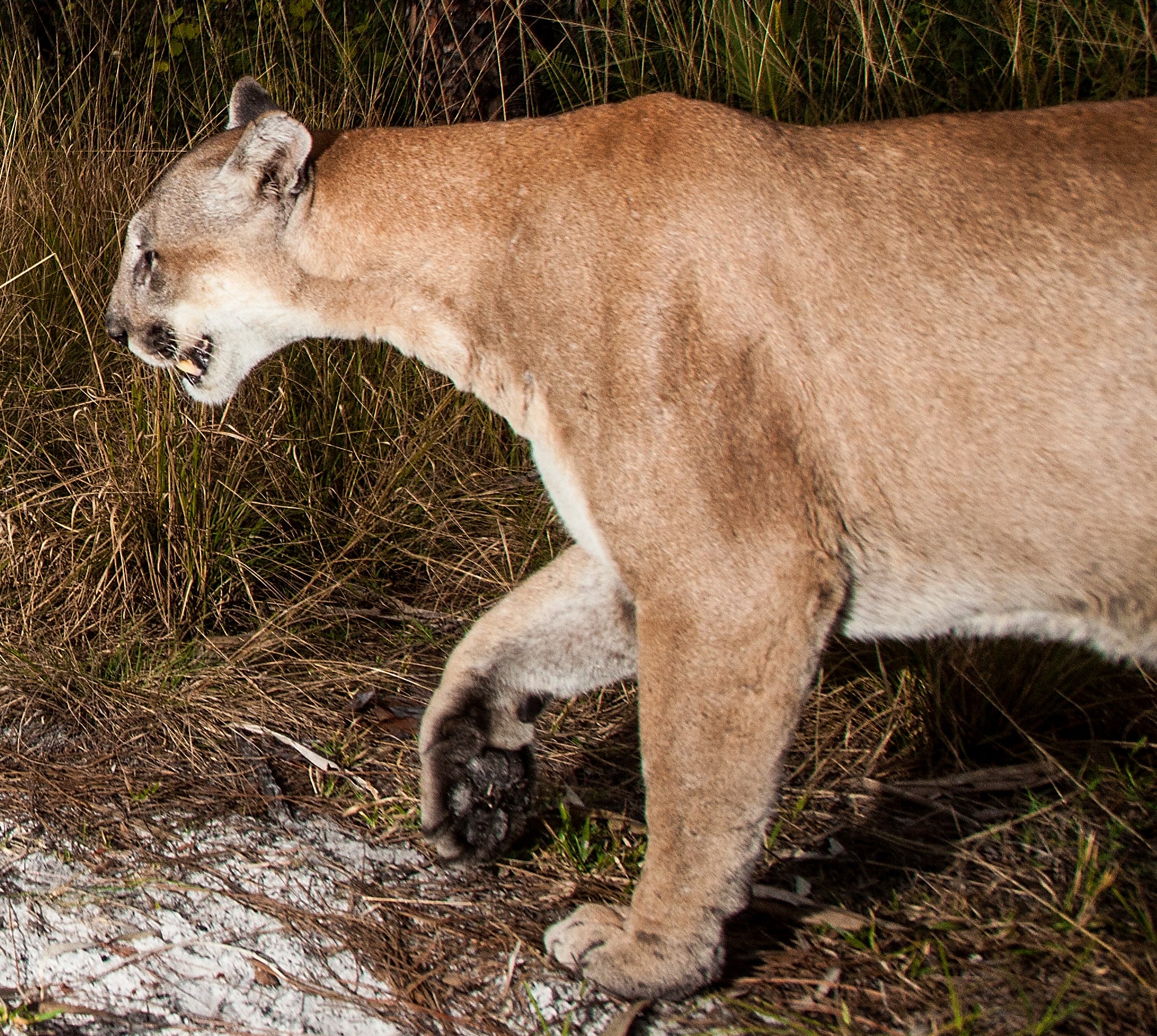 Florida to buy panther habitat land at proposed Alico water farm site