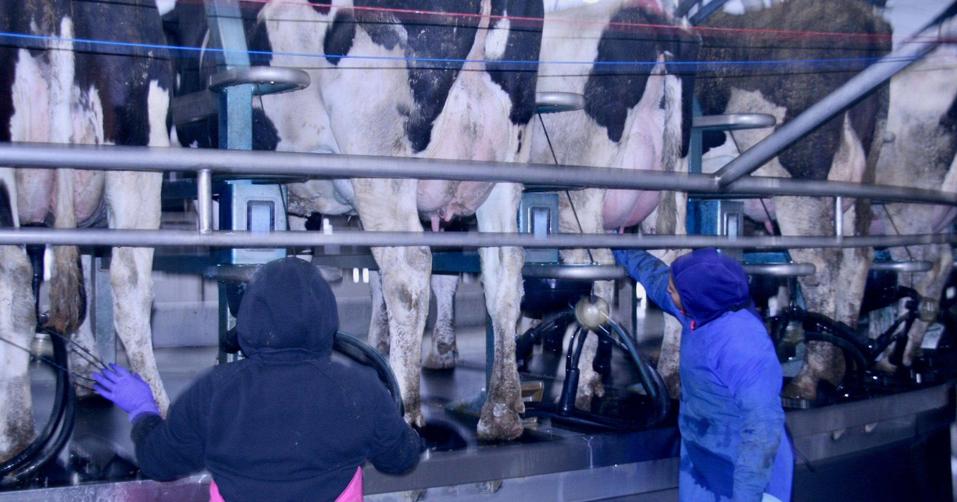 Cow College tour highlights cutting-edge diverse dairy operations