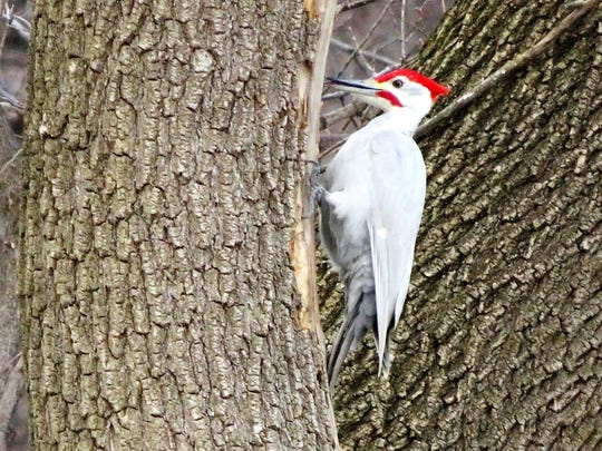 Rare 'ghost' leucistic pileated woodpecker seen by Milwaukee River