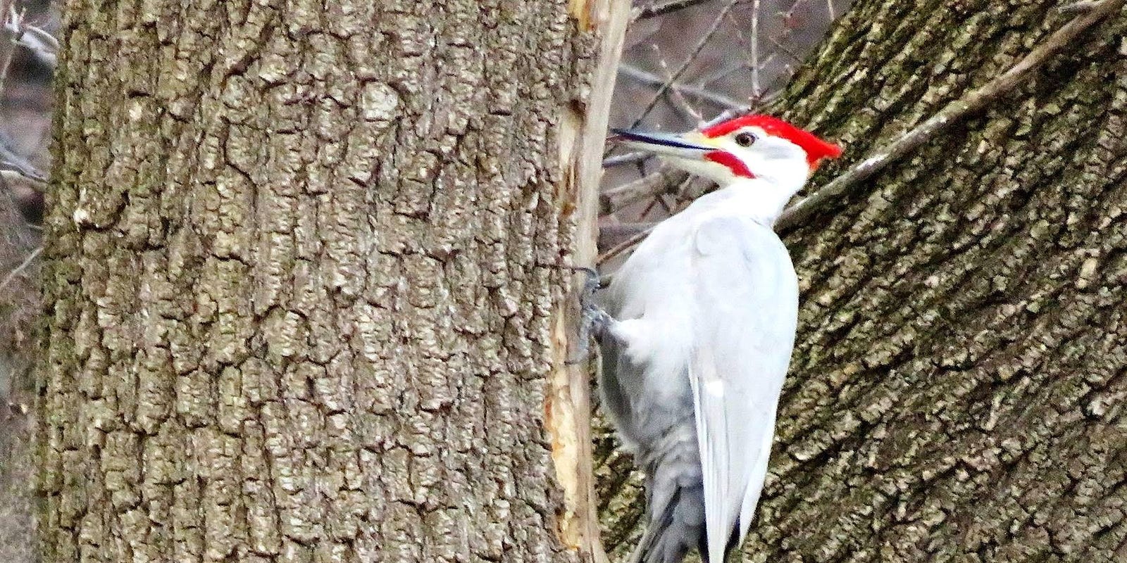 Rare 'ghost' leucistic pileated woodpecker seen by Milwaukee River