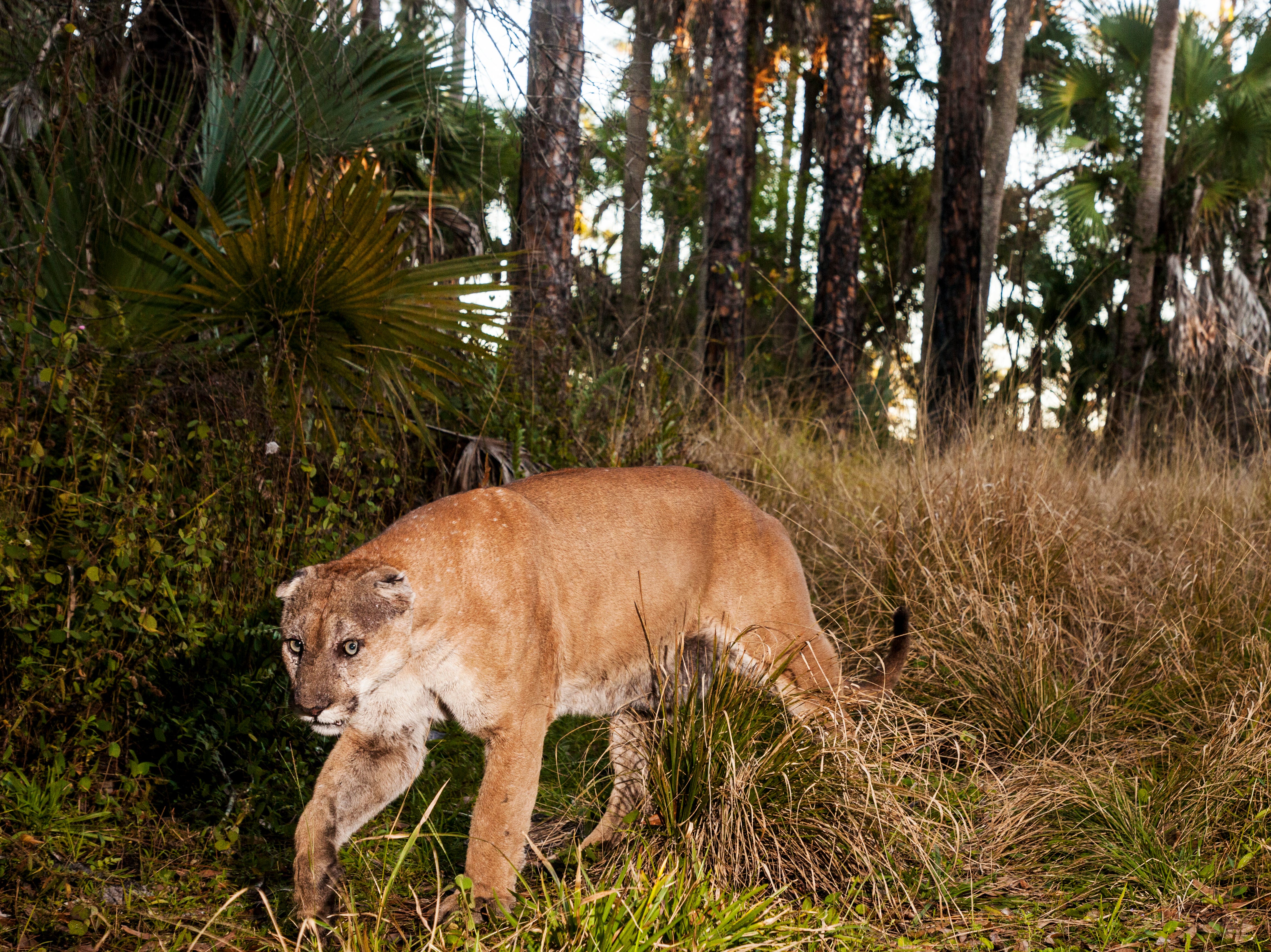 Florida panther may be removed from former wildlife commissioner's ranch