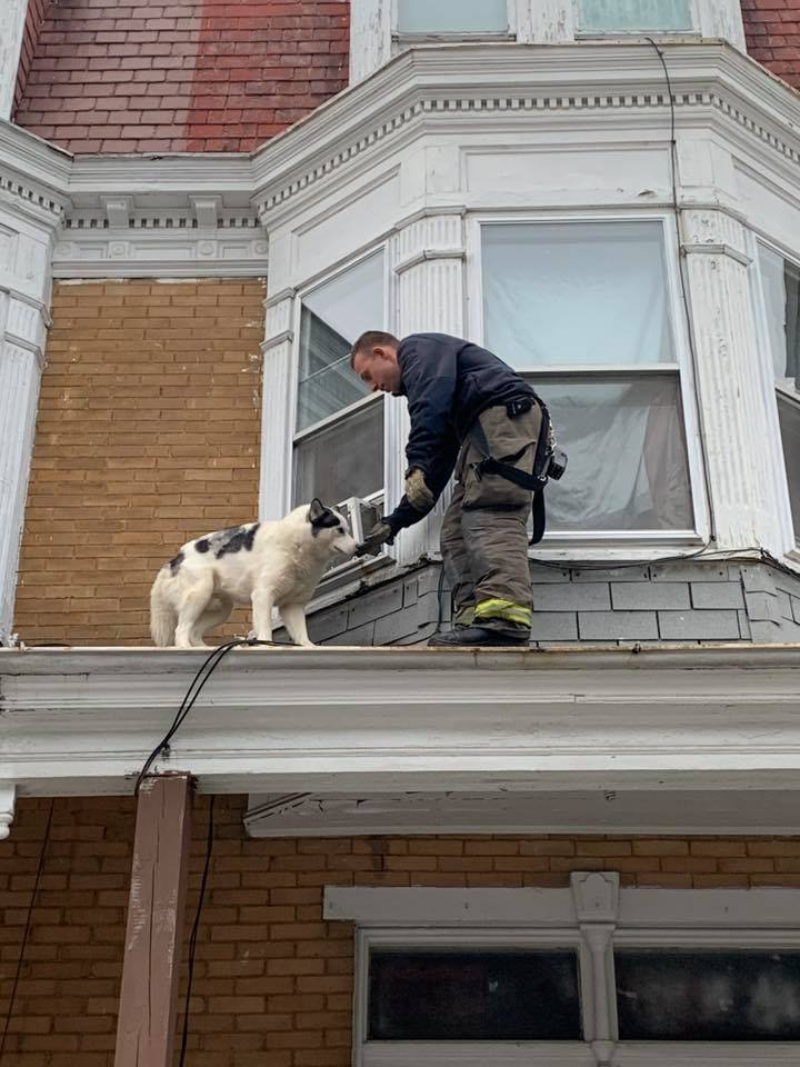 Firefighter Rescue Dog