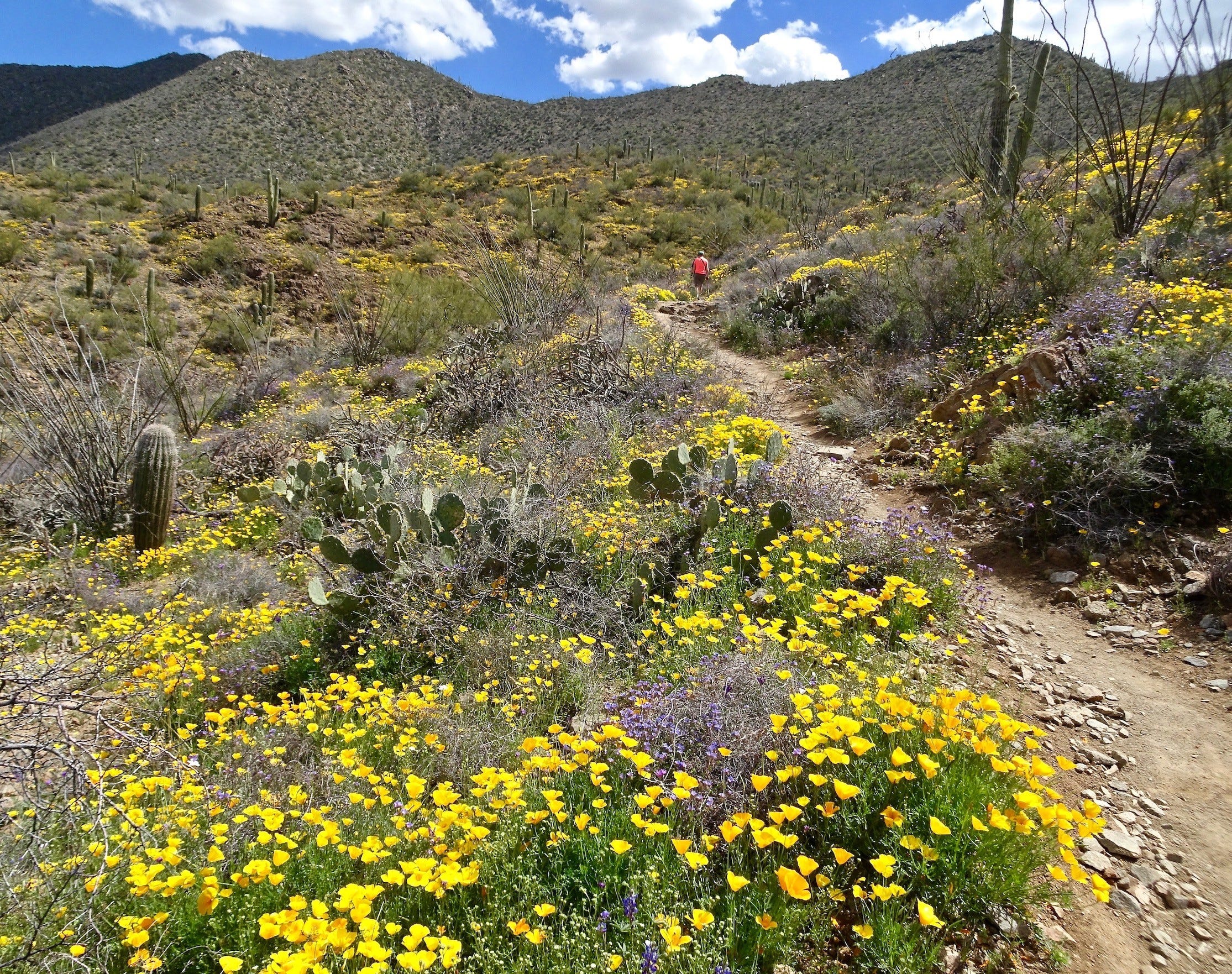 Arizona wildflowers 2020: Best hikes, scenic drives