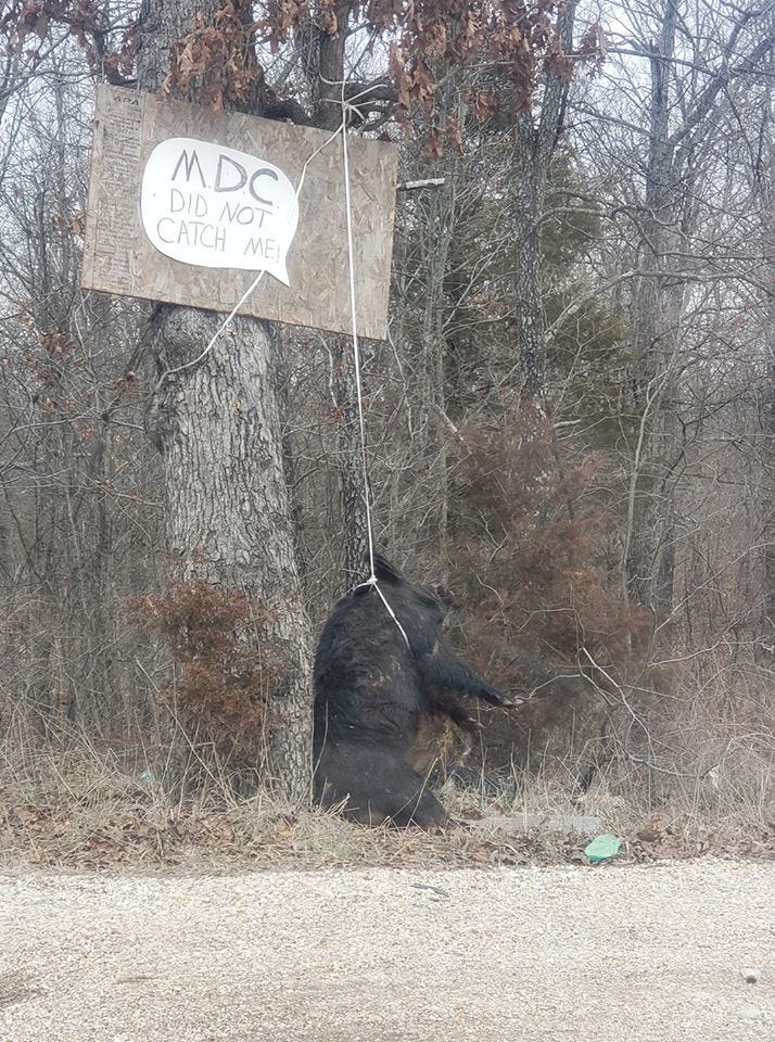 Feral hog hung with message to the Missouri Department of Conservation