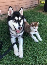 Are Huskies Police Dogs