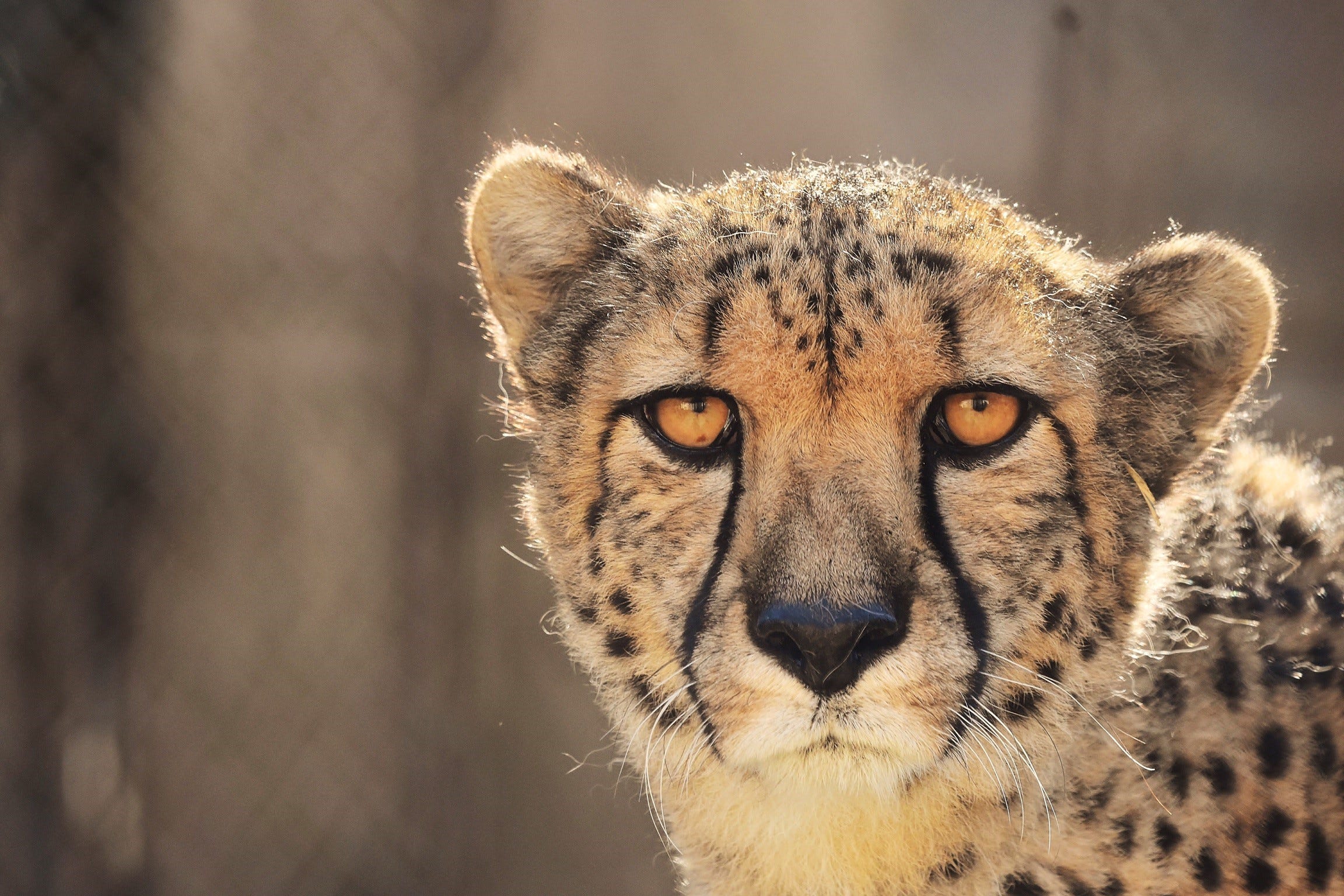 Meet 5 new species at Six Flags Great Adventure's safari