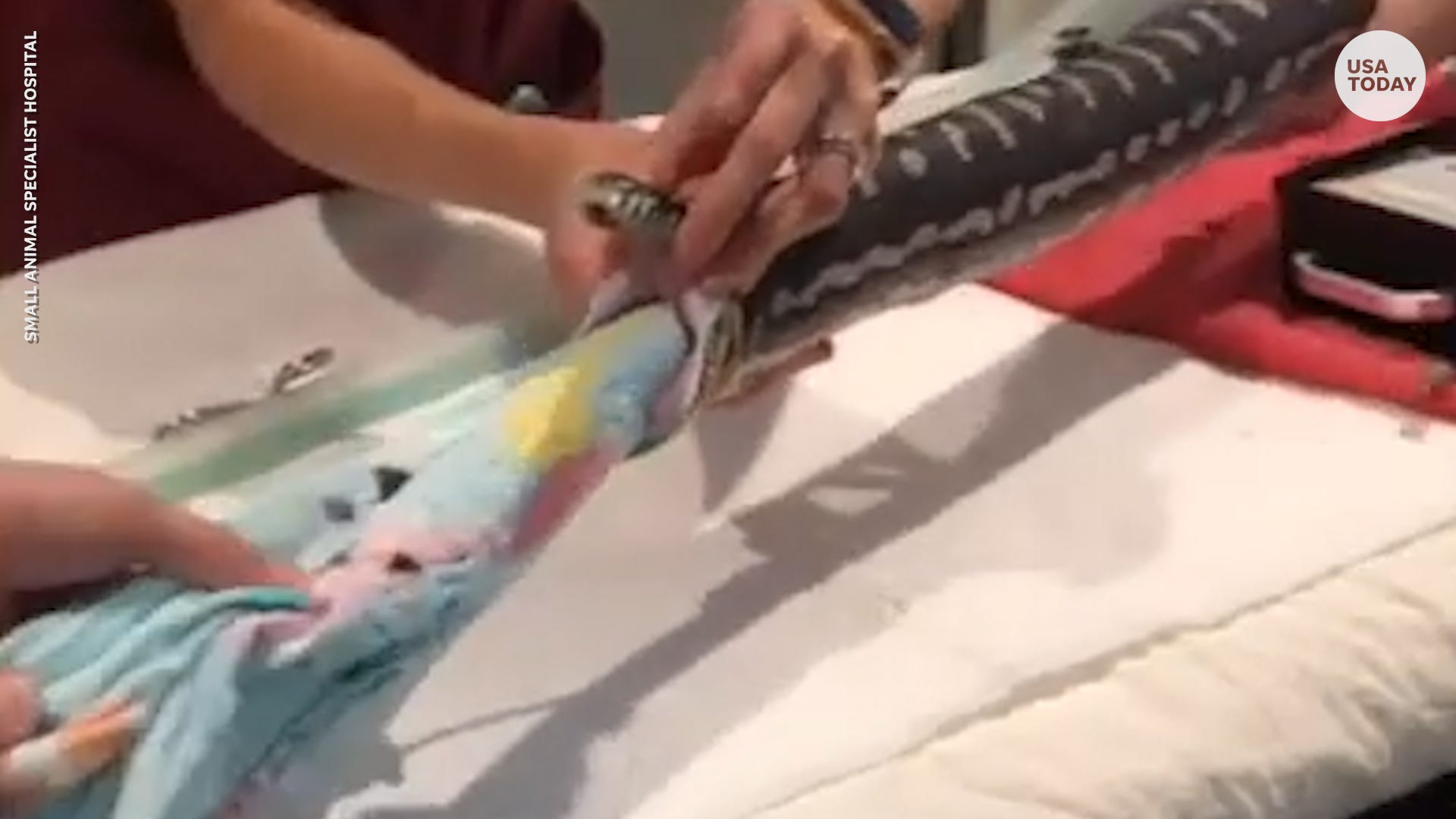 Jungle carpet python undergoes unusual procedure