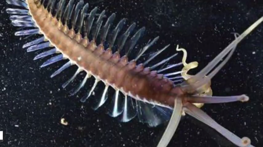 Underwater robot spots bizarre squidworm on camera