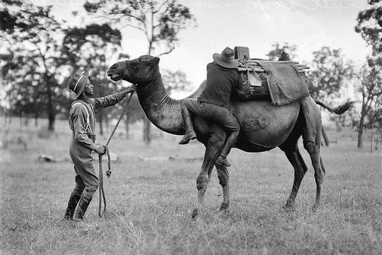 Before the Civil War, US Camel Corps explored the Southwest