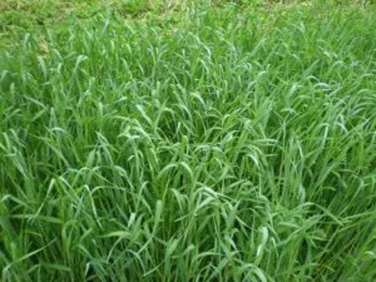 Managing your winter rye cover crop as a forage