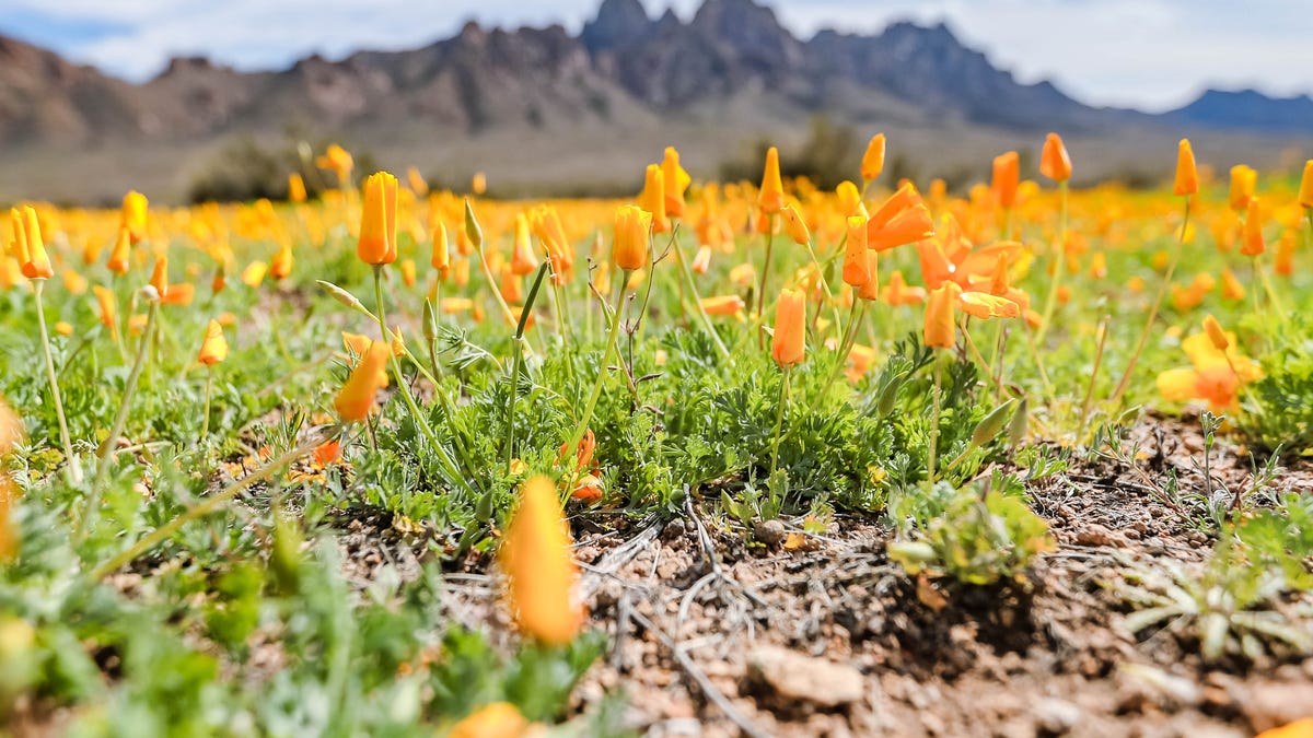 Poppies in full bloom near Organ Mountains