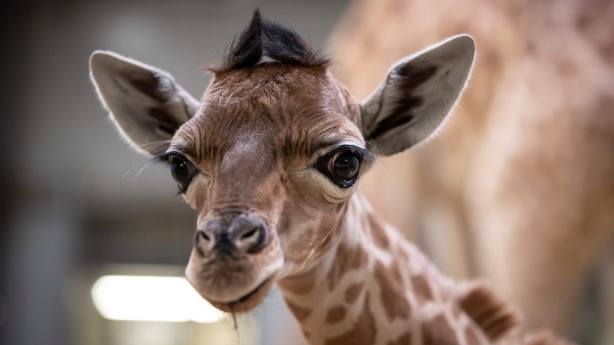 Coronavirus: Cute animals to brighten your day amid pandemic