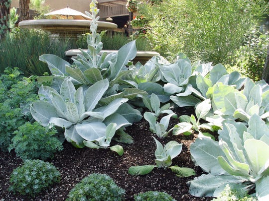 The once necessary uses of mullein and lamb's ear