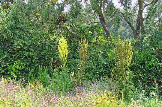 The once necessary uses of mullein and lamb's ear