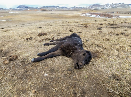 At least 65 cows dead as starving cattle discovered west of Cascade