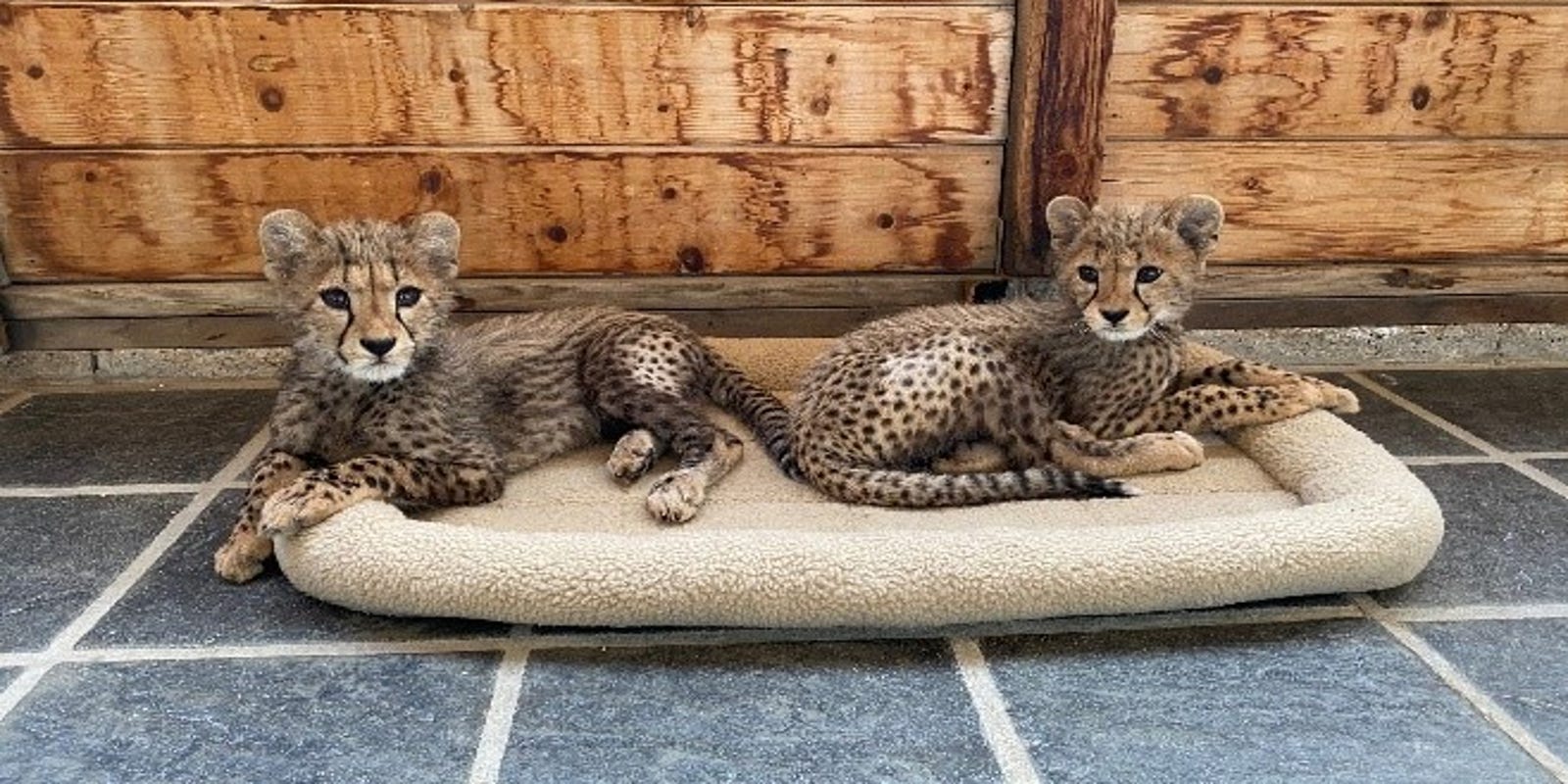 New cheetah cubs at Animal Ark Wildlife Sanctuary need to be named