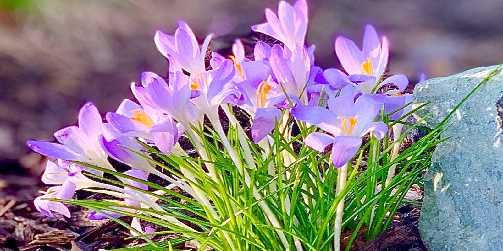 The soil is warming and spring flowers are beginning to bloom