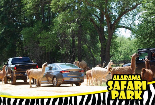 Alabama Safari Park: Have a wild adventure while keeping safe in your ...