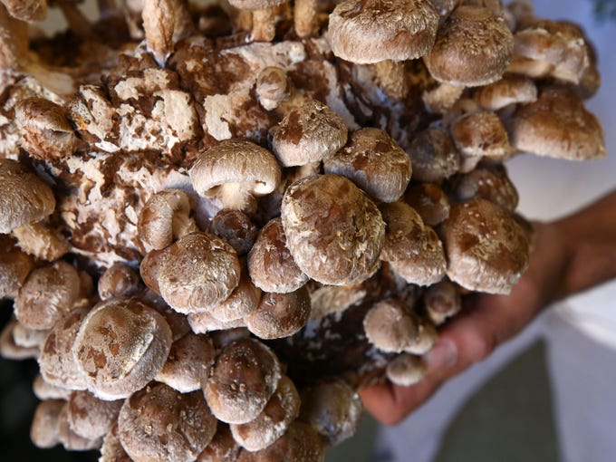 The story behind Southwest Mushrooms in Phoenix & how to grow your own