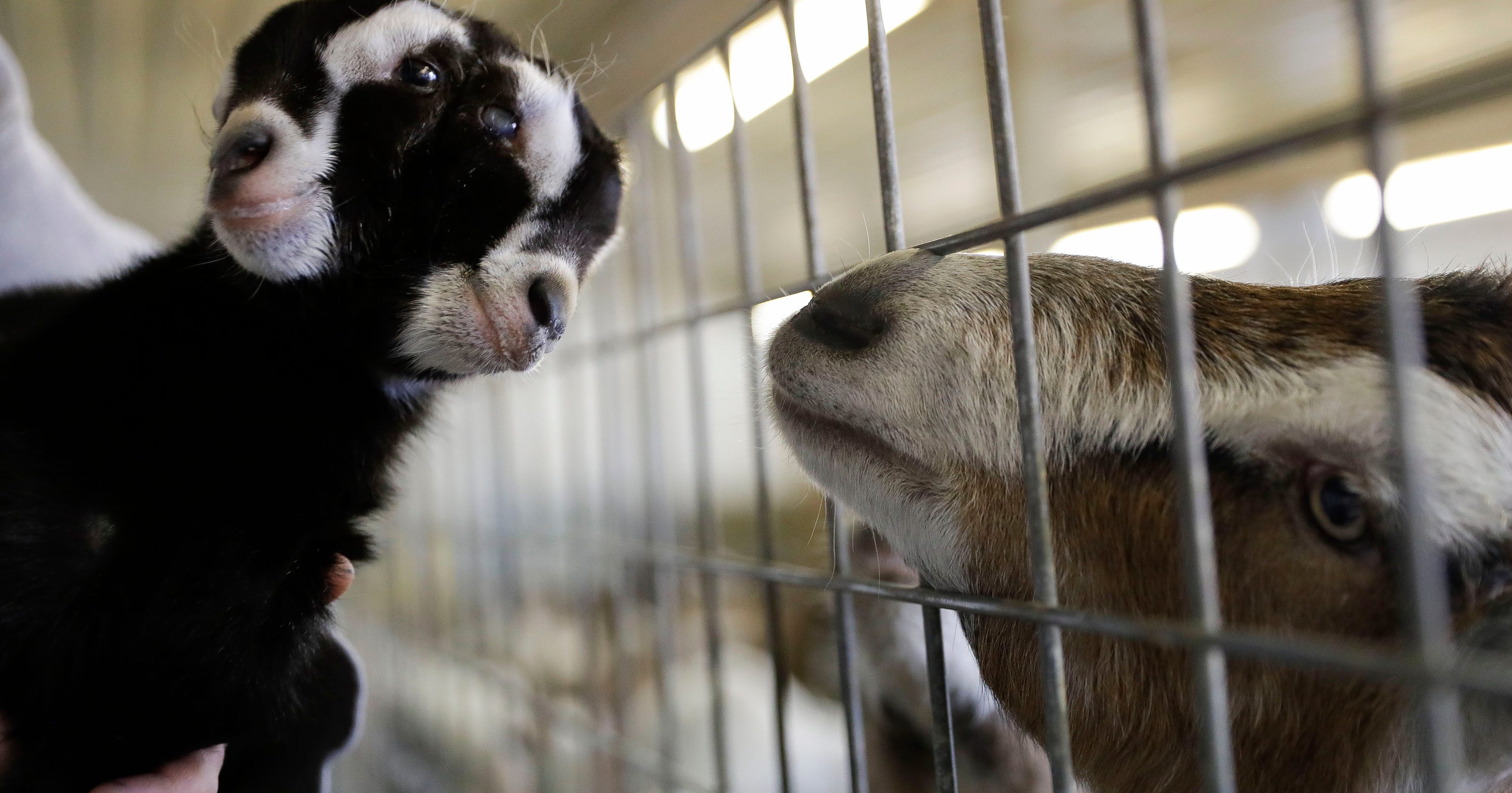 Wittenberg two-headed goat Janus quickly became Facebook sensation