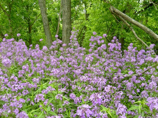 Avoid planting these 10 invasive species in your Wisconsin garden