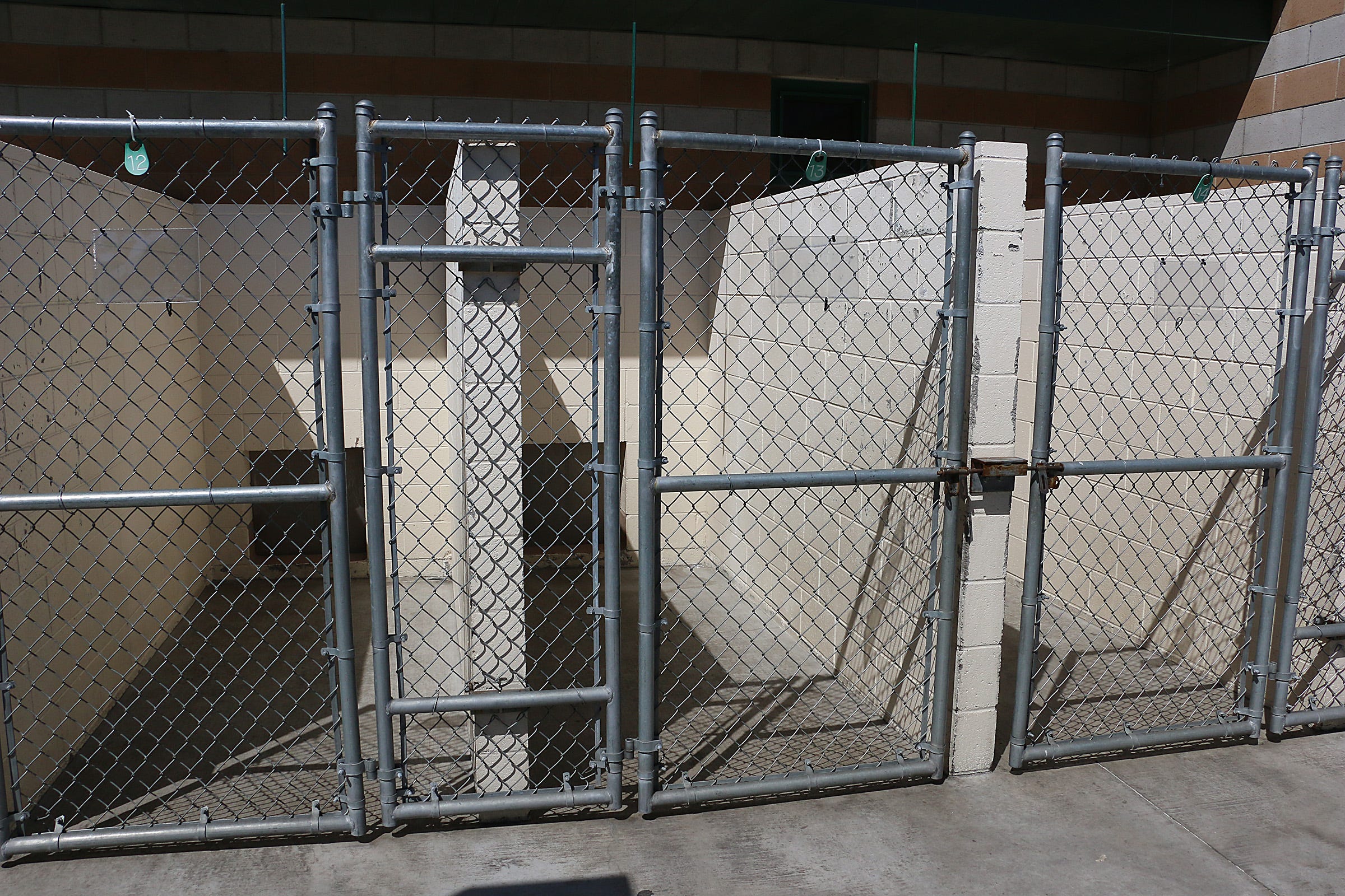 Animal shelters empty amid coronavirus pandemic