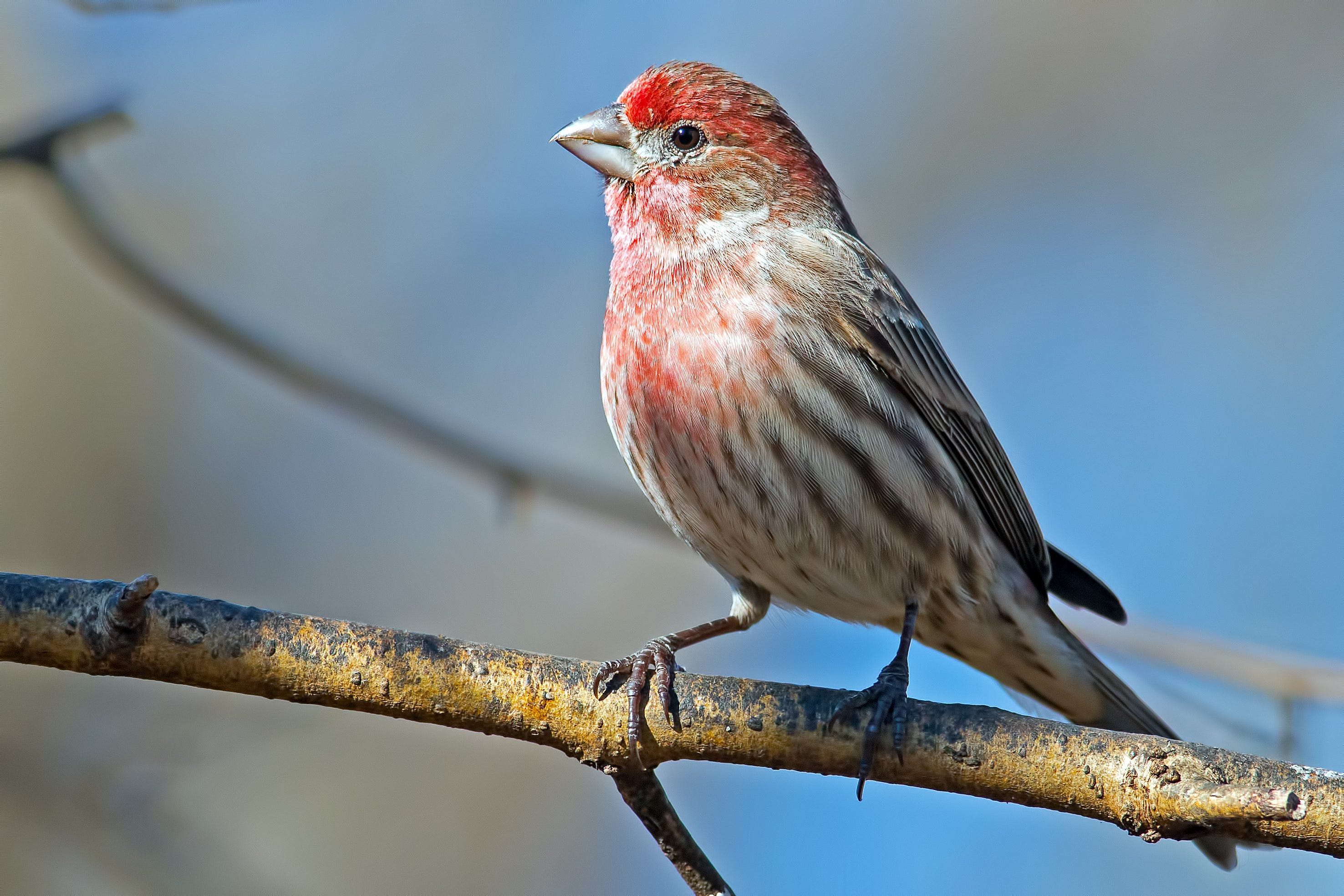 Fabulous finches: Birds wear colors they eat