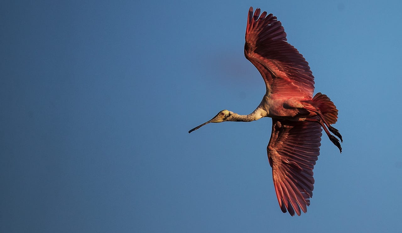 Poisonous cane toads active in Florida: What to know