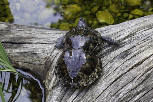 Missouri's famous Peanut the turtle undergoes surgery at St. Louis Zoo